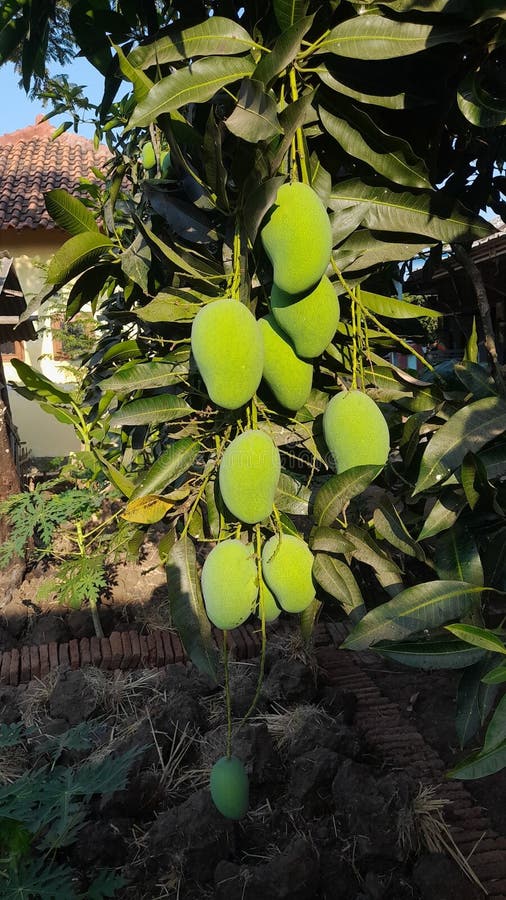 Mango is an Iconic Fruit of Indonesian Society Stock Image - Image of ...