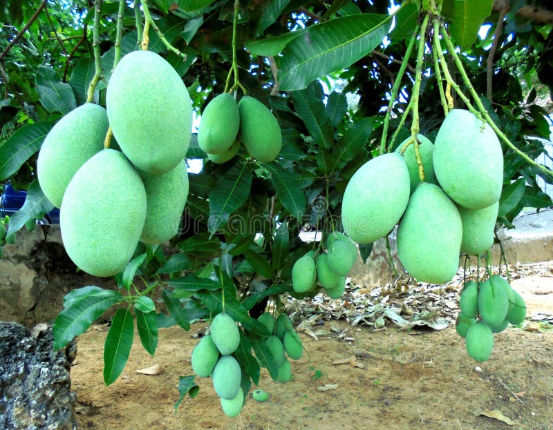 Mango Tribe Stock Photos - Free & Royalty-Free Stock Photos from Dreamstime