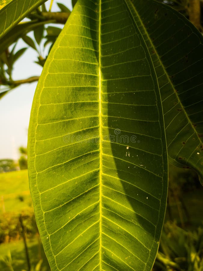 The Mango Leaf at Autumn Fall Stock Image - Image of food, tropics ...
