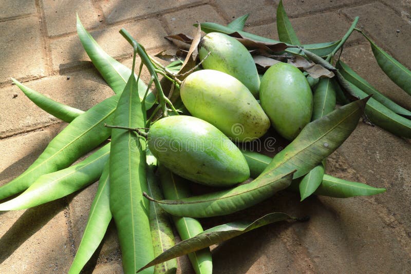 Mango with Mango Leaf Base Bears Fruit in Summer Stock Photo - Image of ...