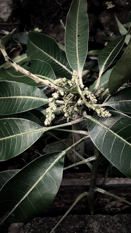 Mango leaf bouquet stock image. Image of manaus, bouquet - 160839613