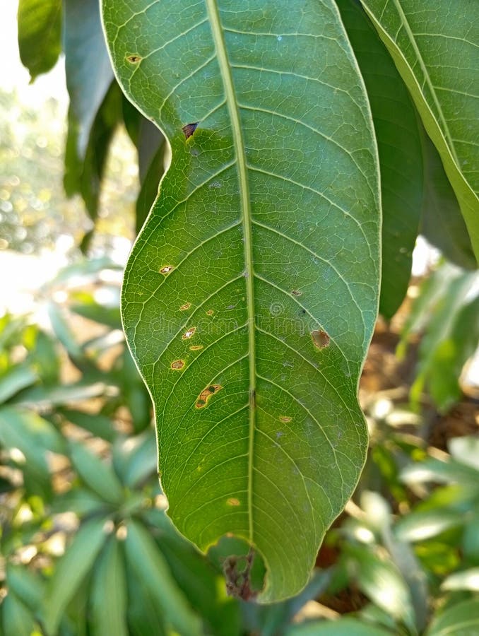 3,997 Mango Leaf Texture Stock Photos - Free & Royalty-Free Stock ...