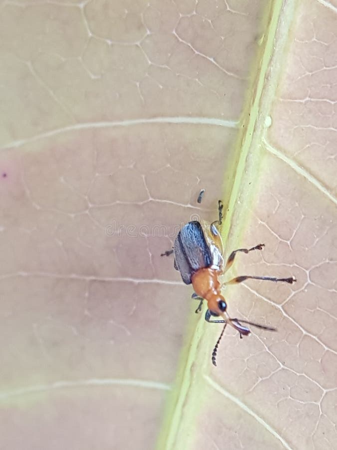 Mango Leaf Cutting Weevil Stock Photos - Free & Royalty-Free Stock ...