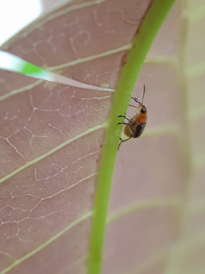 Mango leaf-cutting weevil stock photo. Image of pest - 186224076