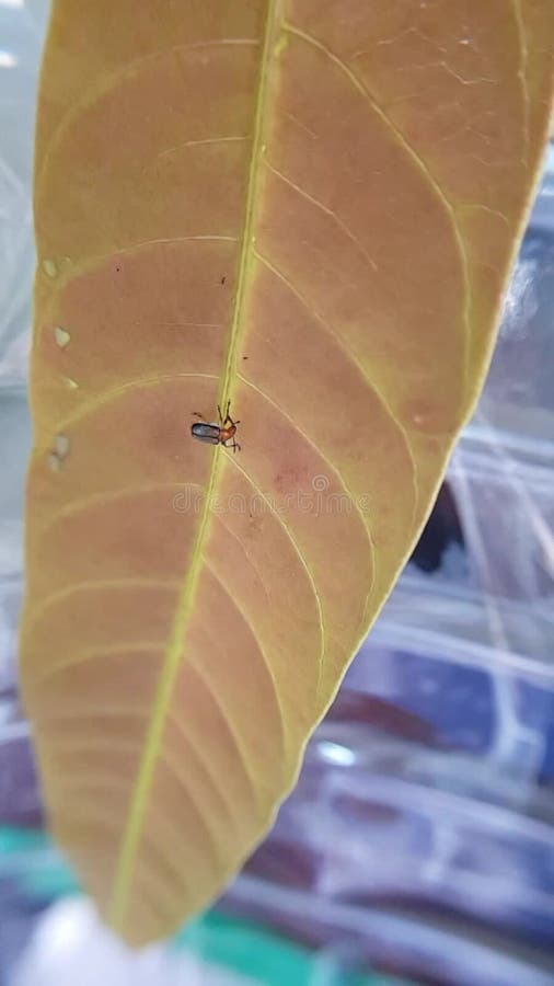 Raw Mango Cutting. Video. Green Mango Cutting Video Stock Footage ...