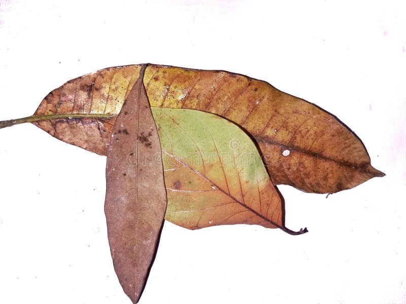 A Mango Leaf, Guava Fruit and Longan Fruit Stock Photo - Image of ...