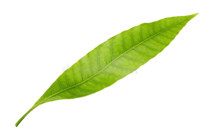 Mango Leaf Isolated on a White Background Stock Photo - Image of ...