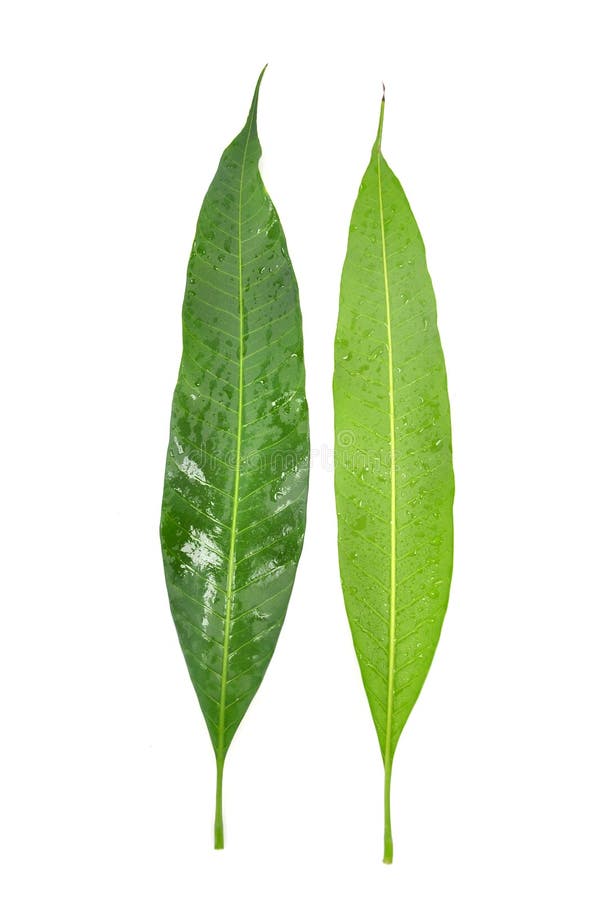 Mango leaf stock photo. Image of perspective, nature - 31402760
