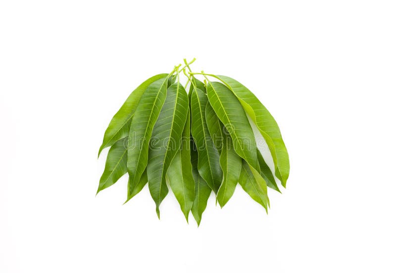 Set Of Mango Leaf Isolated On White Background. Stock Image - Image of ...
