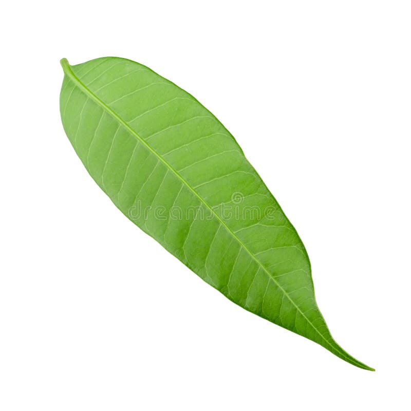 Mango Leaf Isolated on a White Background Stock Photo - Image of macro ...