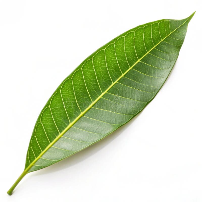 Mango Leaf Isolated on White Background Stock Illustration ...