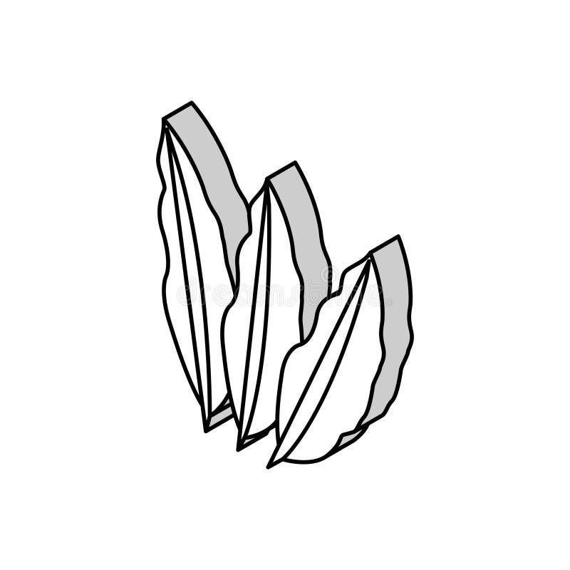 Mango Leaf Isometric Icon Vector Illustration Stock Vector ...