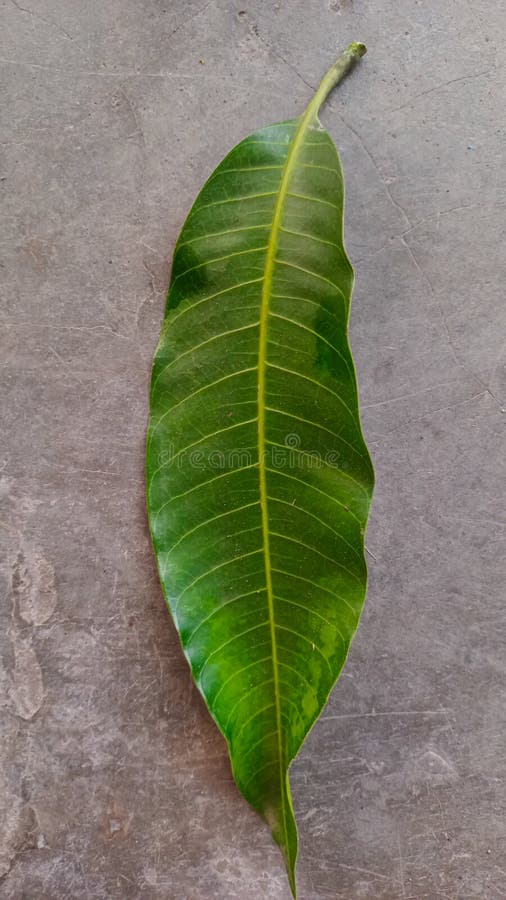 A Mango Leaf Lying on the Cement Floor Stock Photo - Image of dead ...