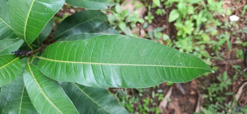 Mango leaf stock photo. Image of green, captured, flower - 255942224