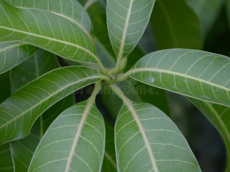 Mango Leaf in Nature Garden Stock Photo - Image of nutrition, mango ...