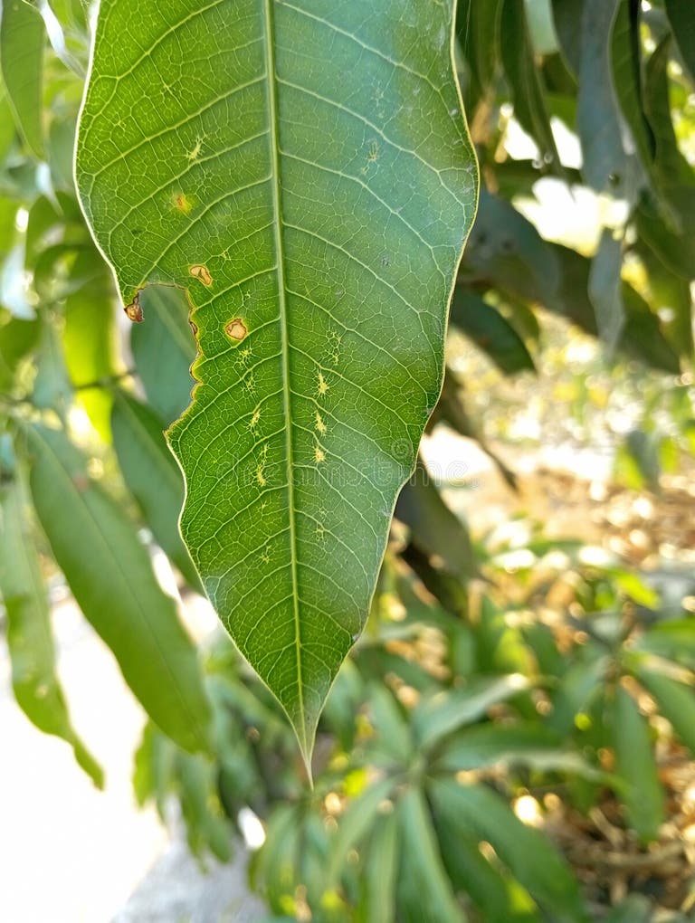 3,997 Mango Leaf Texture Stock Photos - Free & Royalty-Free Stock ...