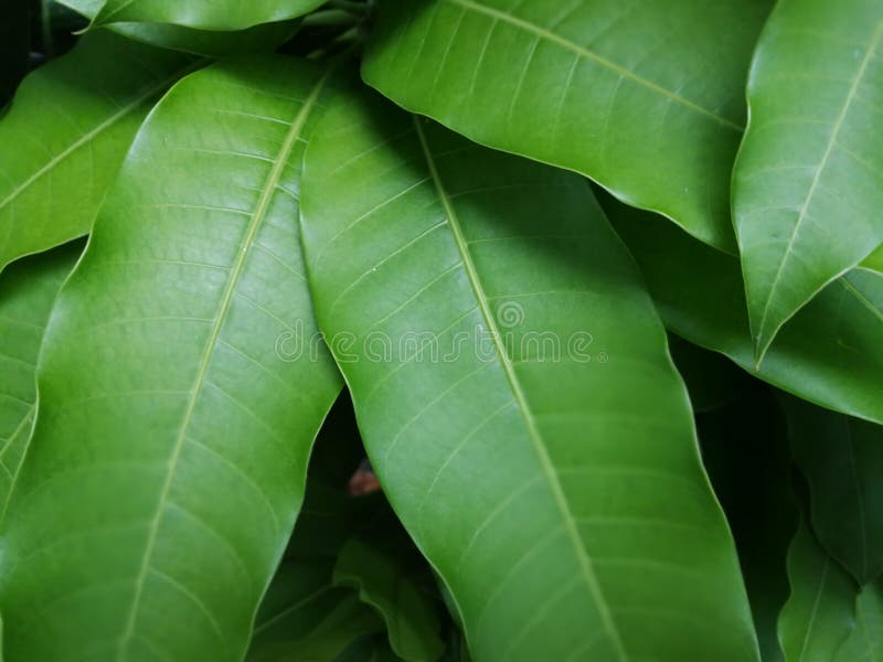 Top View of Mango Leaves. Leaf Vein. Stock Photo - Image of tree ...