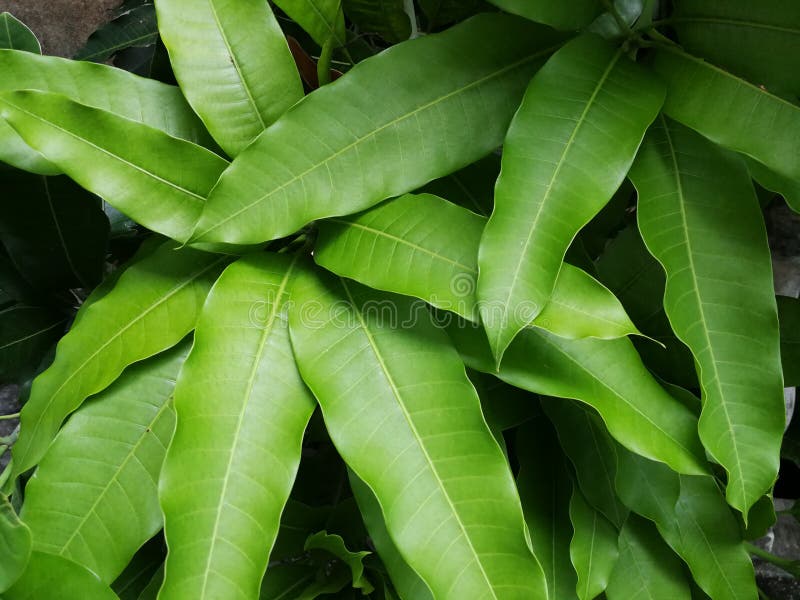 Top View of Mango Leaves. Leaf Vein. Stock Image - Image of natural ...