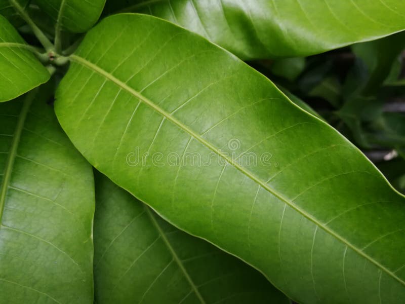 Top View of Mango Leaves. Leaf Vein. Stock Image - Image of leaves ...