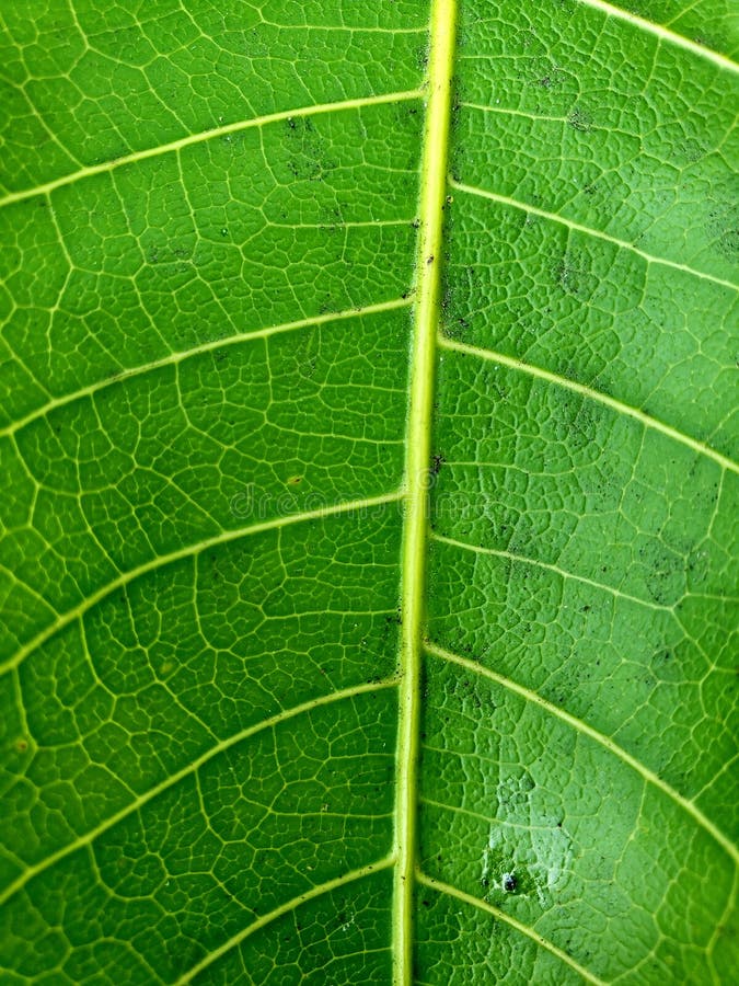 Mango Leaf Vain Structures Natural View Stock Photo - Image of mango ...