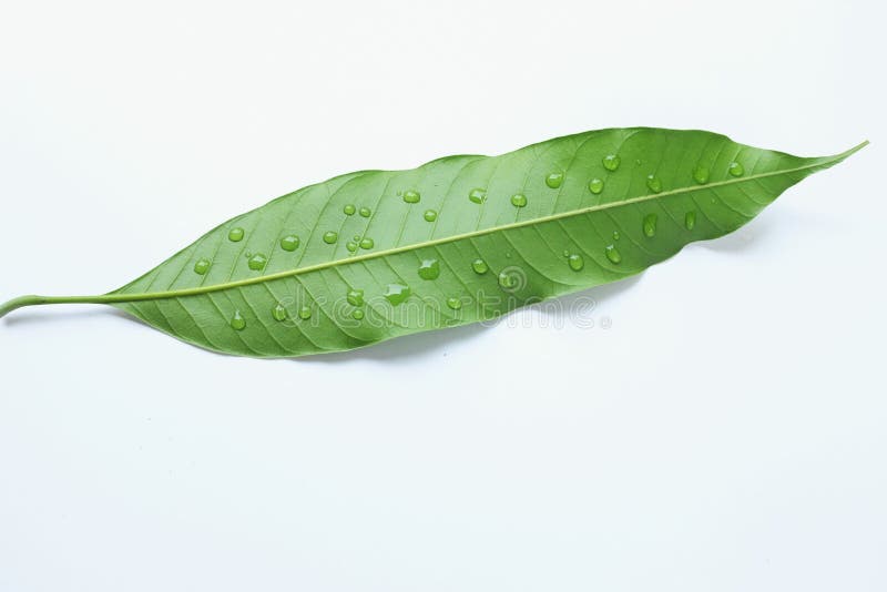 One Mango Leaf with Water Drop Isolate on White Background, Fresh Green ...
