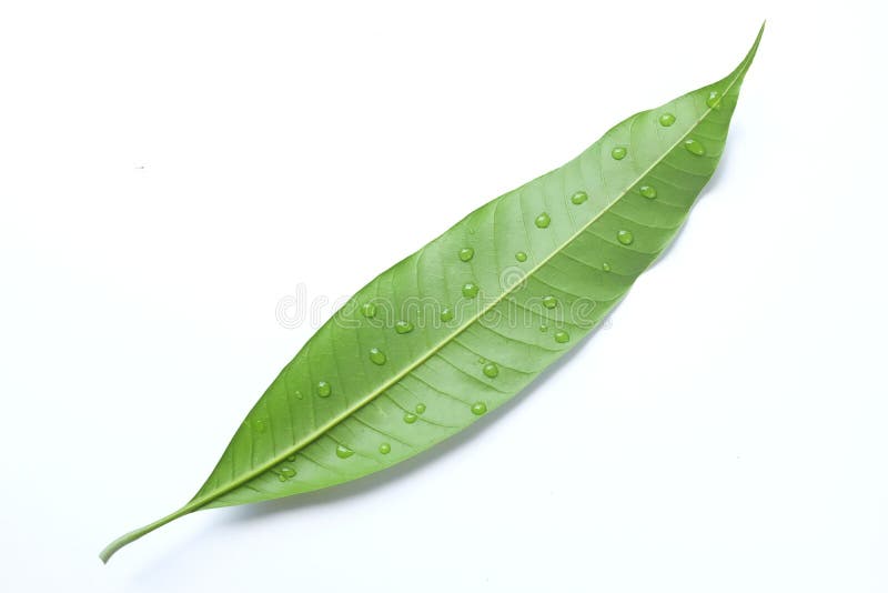 One Mango Leaf with Water Drop Isolate on White Background, Fresh Green ...