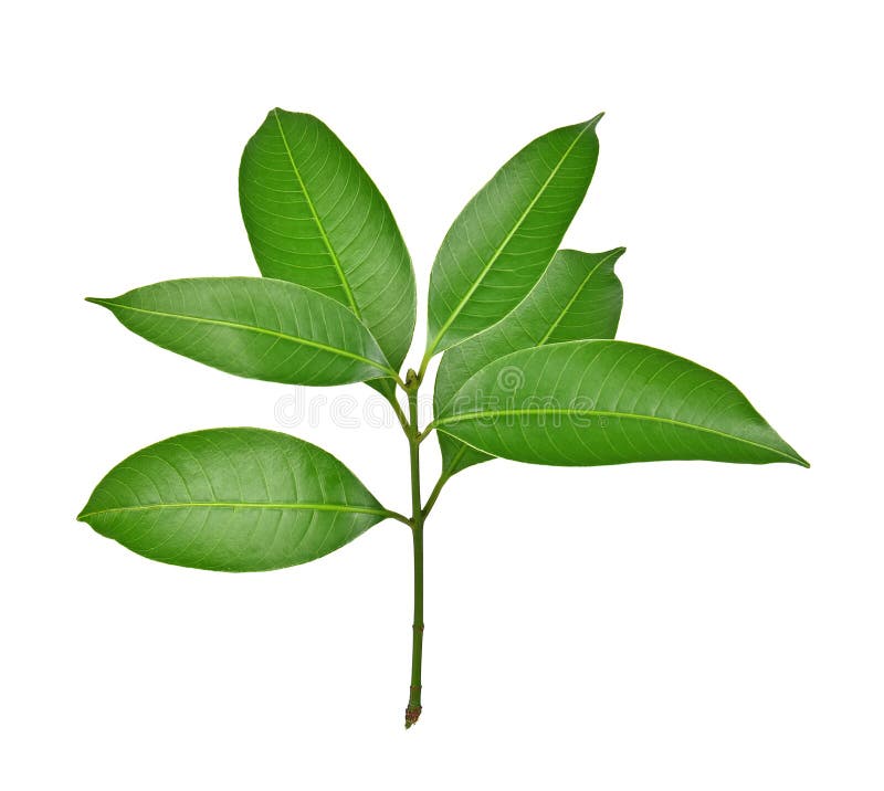 Mango Leaf on White Background Stock Image - Image of delicious, leaf ...