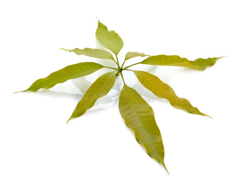 Mango Leaf on White Background Stock Photo - Image of background ...