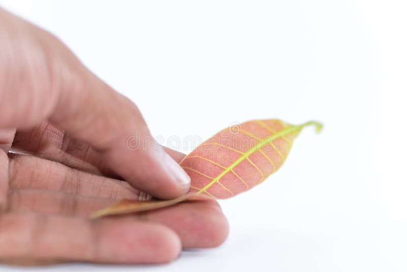 Mango leave stock image. Image of stem, group, mango - 70413759