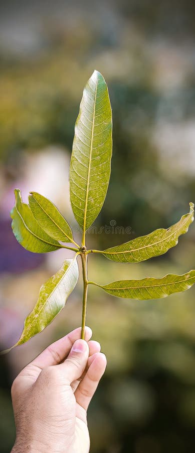 Mango leave stock image. Image of leaves, leave, plant - 207704209