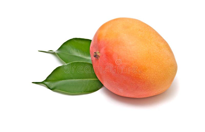 Two Mangoes stock photo. Image of summer, isolated, leaves - 1594872