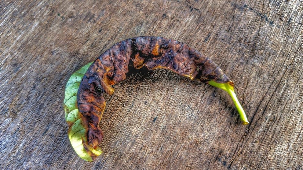 Mango Leaves are Affected by Destructive Pests, Causing the Leaves To ...