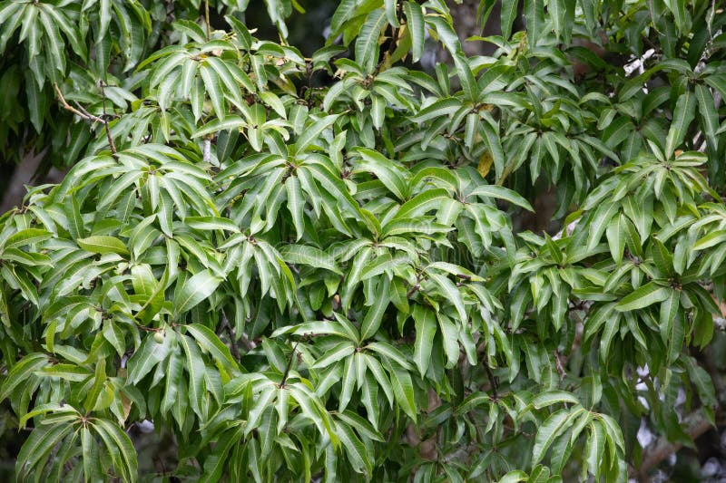 Mango leaves as a texture stock photo. Image of mango - 372428008