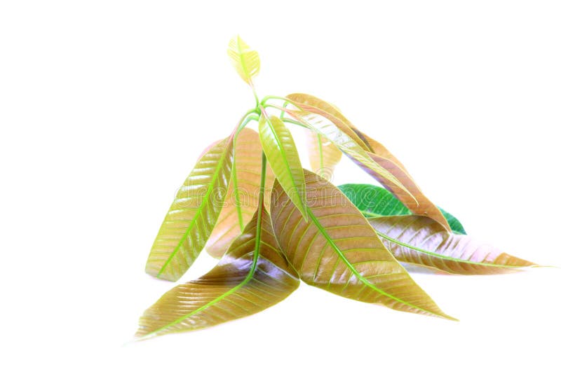 Mango leaves stock image. Image of growth, studio, isolated - 16334889