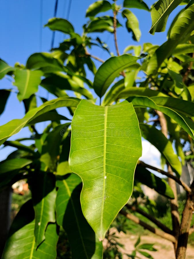 Mango Leaves Being Exposed To the Evening Sun in Front of the House ...