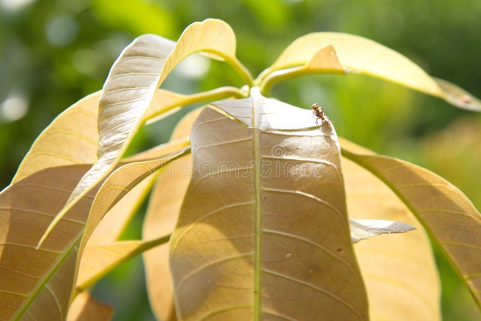 Mango Leaves are Bitten by Mango Weevils Stock Photo - Image of biology ...