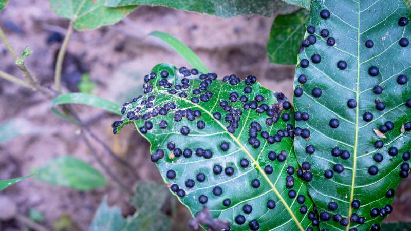 Mango Leaves are Deformed by Gall Midges, Resulting in Gall Formation Stock Image - Image of ...