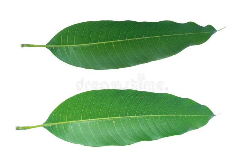 278 Plant Mango Border Stock Photos - Free & Royalty-Free Stock Photos ...