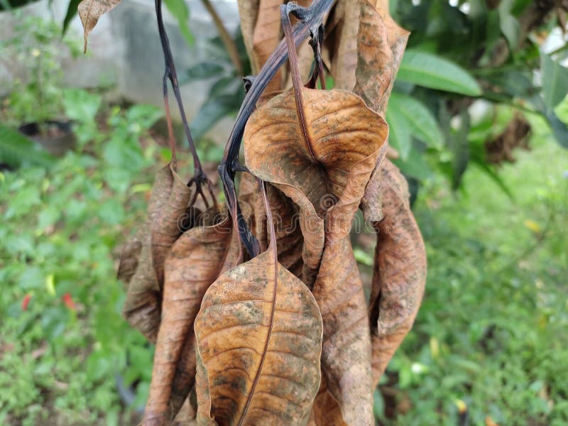 Mango Leaves that are Dry and Brown Stock Image - Image of insect ...