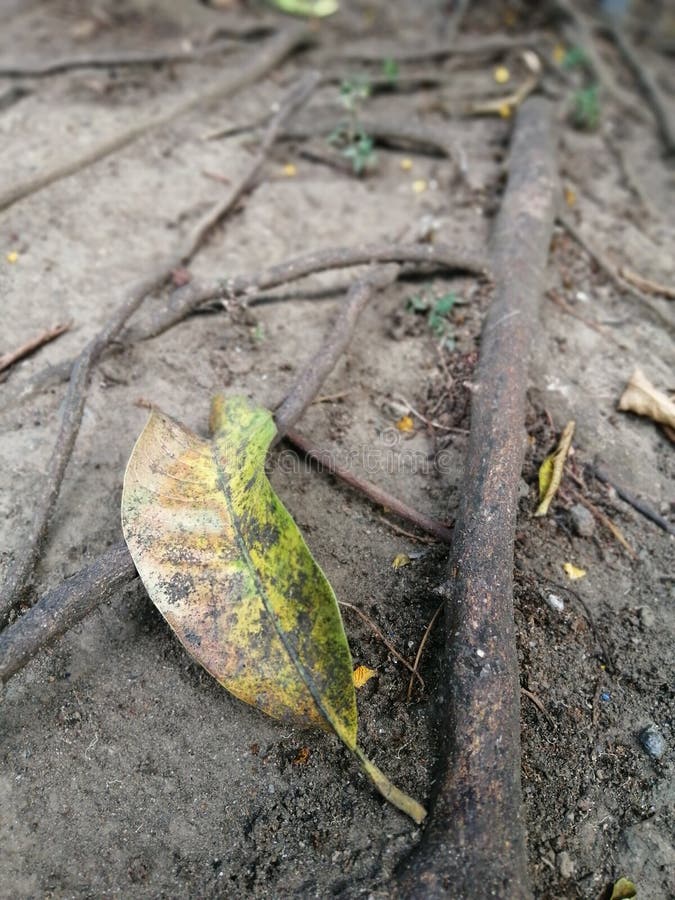 318 Mango Roots Stock Photos - Free & Royalty-Free Stock Photos from ...