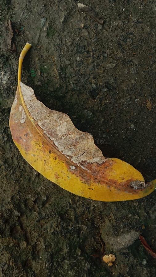 Mango Leaves Fall on the Side of the Road Stock Image - Image of road ...