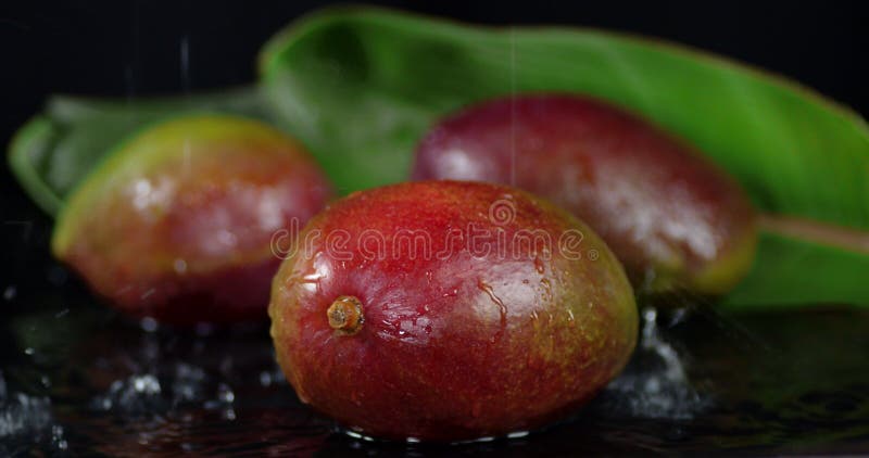 Wet Mango with Water Dripping on it Stock Video - Video of droplet ...