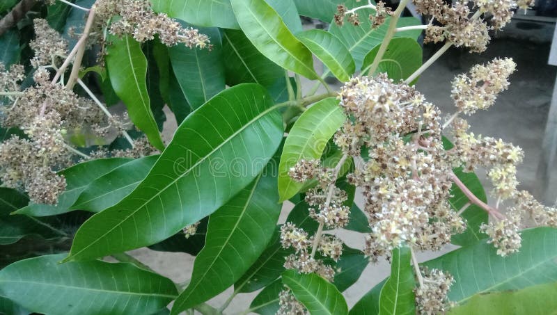 Mango Leaves and Flowers from Mangoes that Have Started To Bloom Stock ...