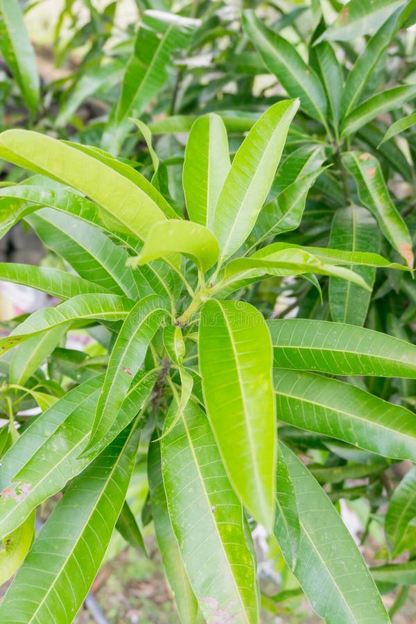 Mango leaves fruit tree stock photo. Image of tropical - 89639580