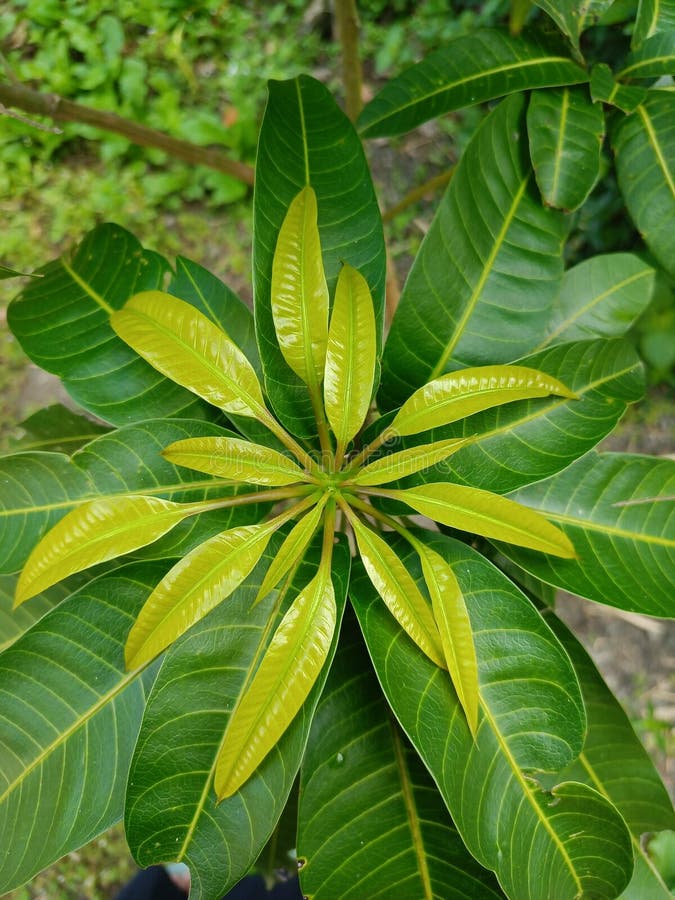 Mango Leaves, with Their Vibrant Green Color and Elongated Shape Stock ...