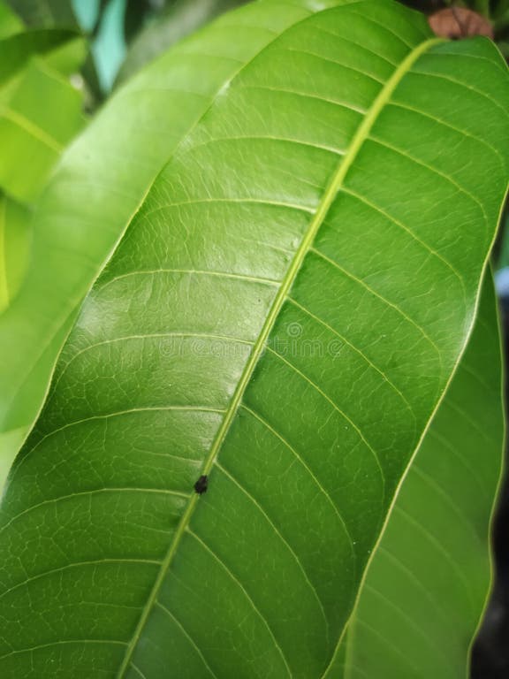 Mango Leaves Have Interesting Lines Stock Photo - Image of green ...