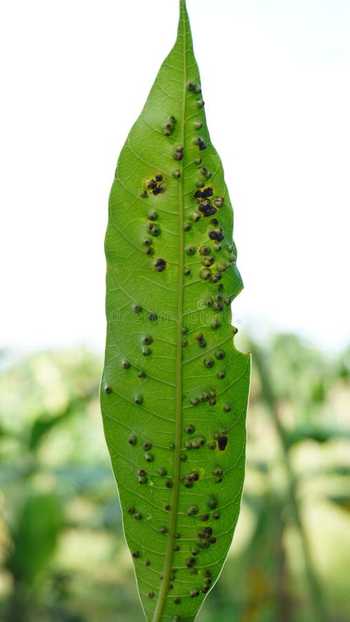 Mango Leaves Have Spots that Resemble Bumps Stock Image - Image of garden, closeup: 371410215