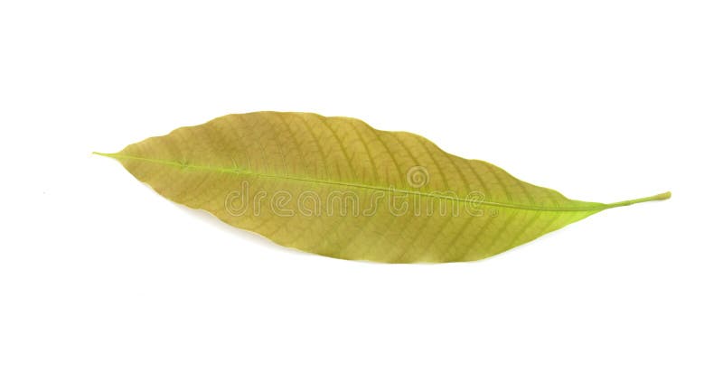 Mango Leaves Isolated on a White Background Stock Photo - Image of ...