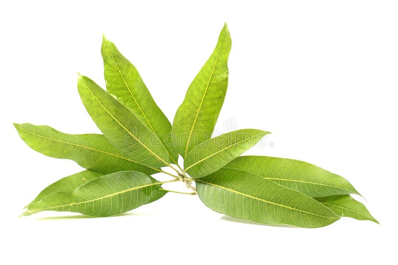 Mango leaves stock image. Image of growth, studio, isolated - 16334889