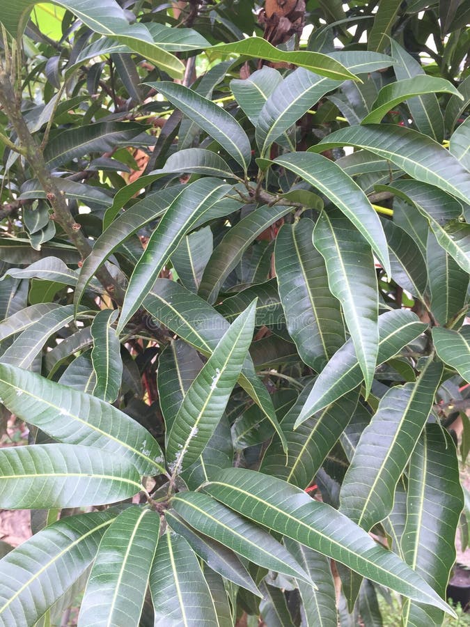 Mango leaves stock image. Image of fiber, leaves, mango - 202735171